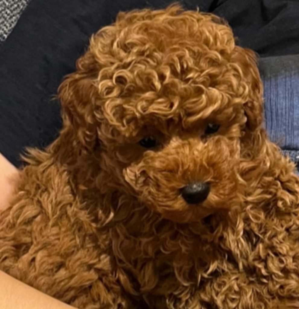 Guy A. Lepage dévoile le nom du nouveau membre de sa famille - Vedette ...