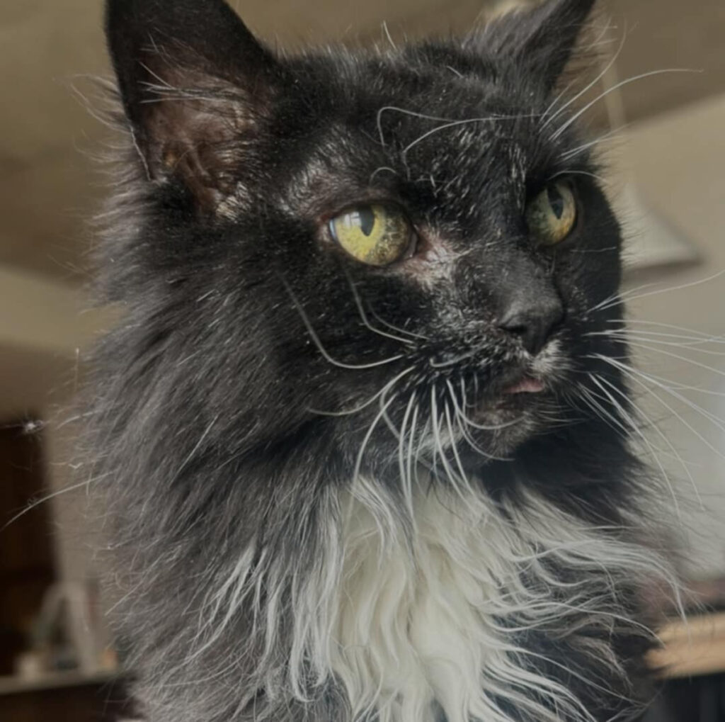 Félix-Antoine Tremblay partage une triste nouvelle dans sa vie ...